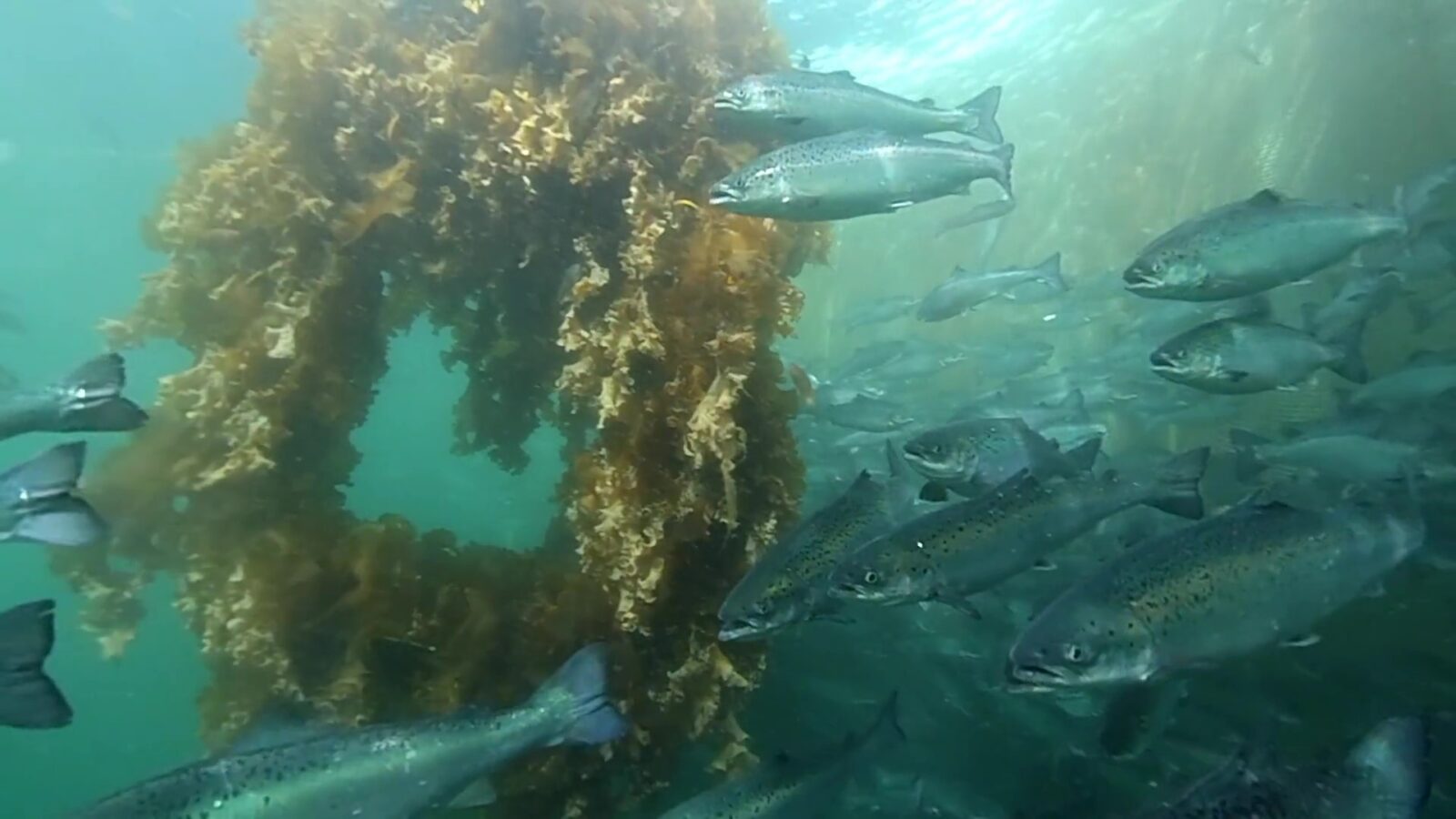 Using KelpRings to boost aquaculture productivity & sustainability ...