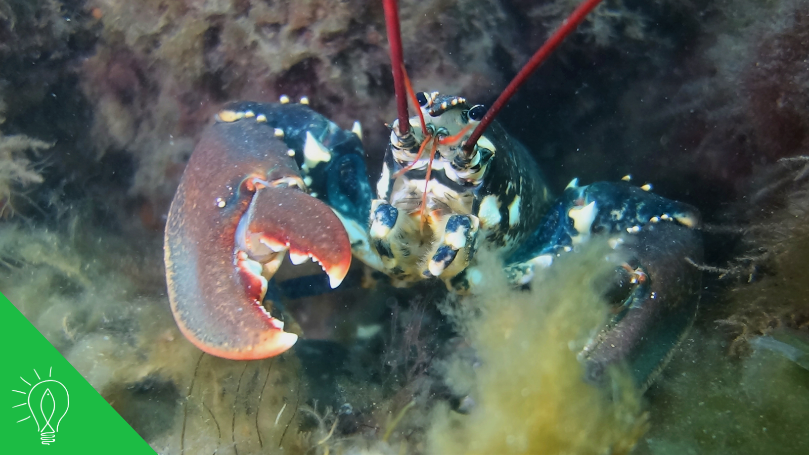 Use of underwater video and machine learning for monitoring of lobster ...